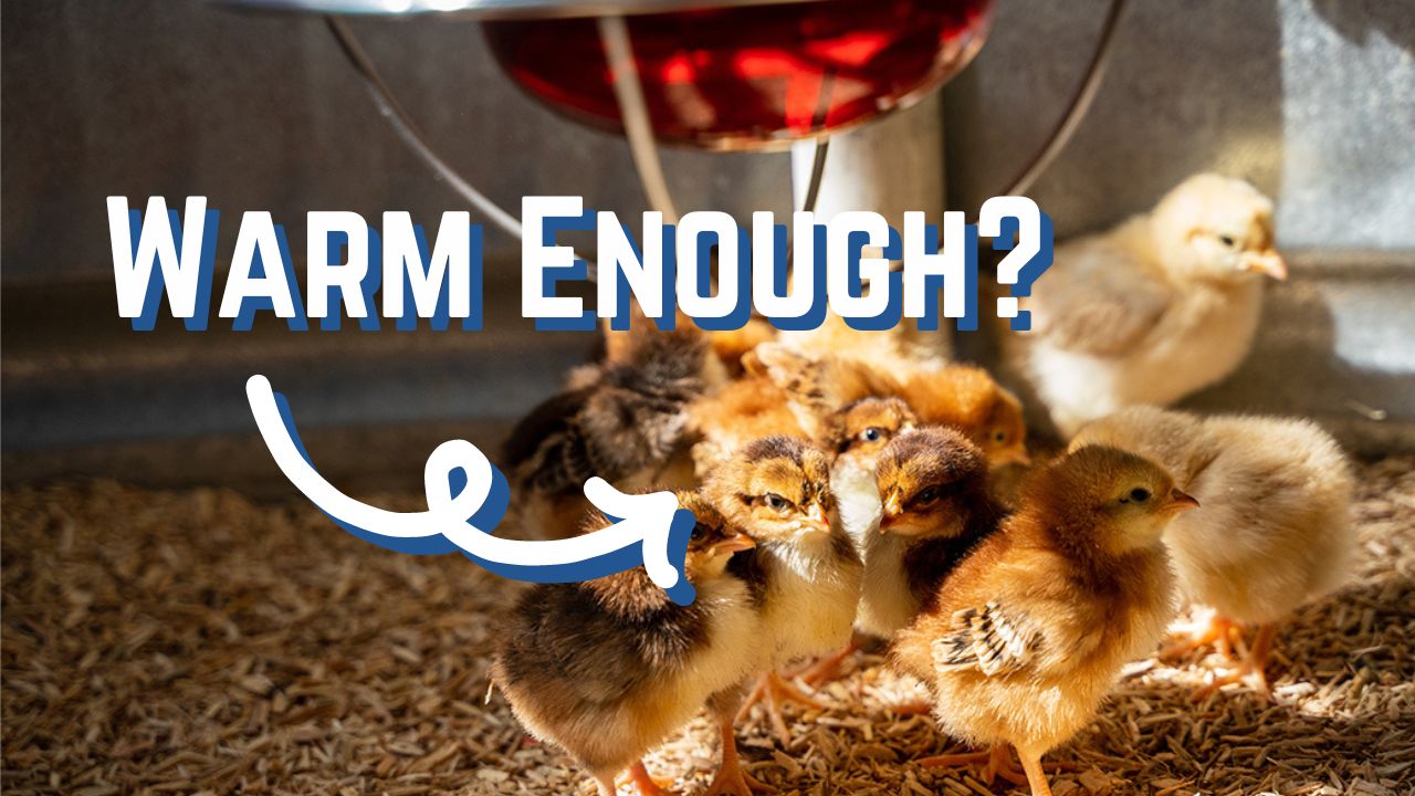 Welcome to the Brooding Chicks Master Course! – Videos – Mother Earth News